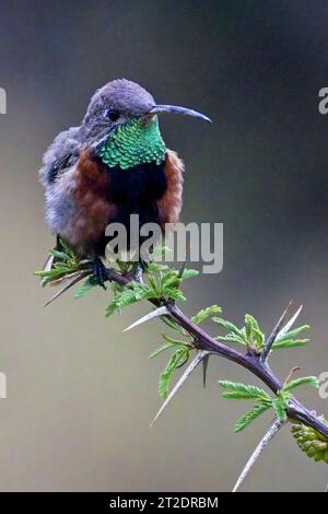 Wedge-tailed Hillstar (Oreotrochilus adela) male, a rare and local high ...