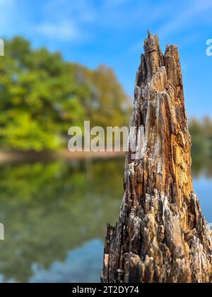 rotten tree trunk on the edge of a lake. High quality photo Stock Photo ...