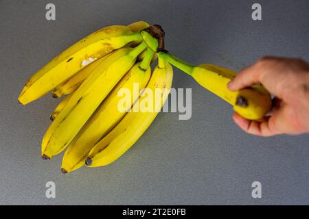 breaking off one banana from a bunch of bananas lying in the kitchen ...