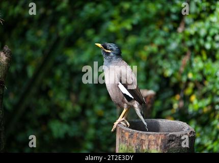 Myna Bird with a yellow beak, Black-brown in Phuket Thailand near ...
