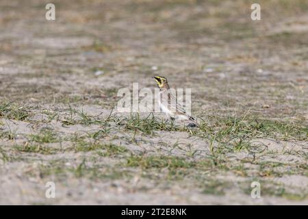Shore Lark (Eremophila alpestris, Alaudidae) - migrant bird in the ...