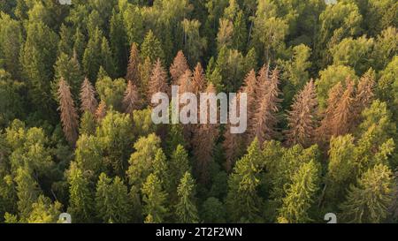 Aerial view of tree mortality due to drought, insects or disease with ...