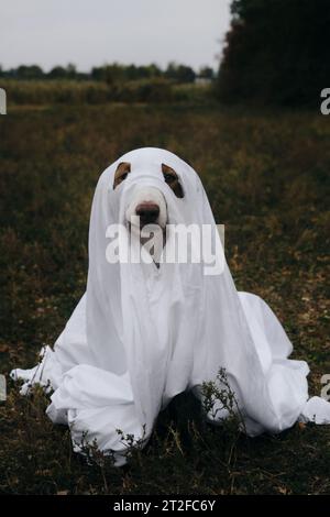 The dog dressed up and celebrates Halloween as a person. A German ...