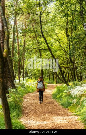 Forest of Paimpont (35 Stock Photo - Alamy