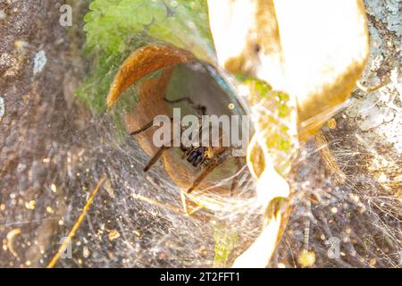 Amazing spider web of a large black spider in Copan Ruinas. Honduras ...
