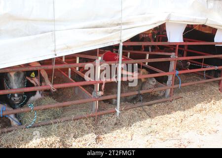 Laying with Cows (Humans interacting with cows by laying together Stock ...