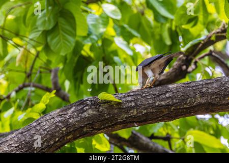 A Shikra with its killing Stock Photo - Alamy