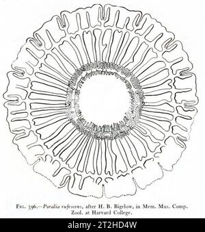 Medusae of world-vol03 fig396 Poralia rufescens Stock Photo - Alamy