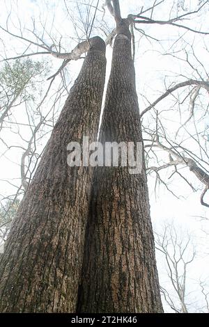 Two-trunk tree. Tree with split trunks Stock Photo - Alamy