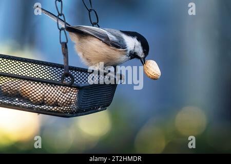 Black-capped Chickadee Bird with Peanut in Beak Hanging Upside Down on ...