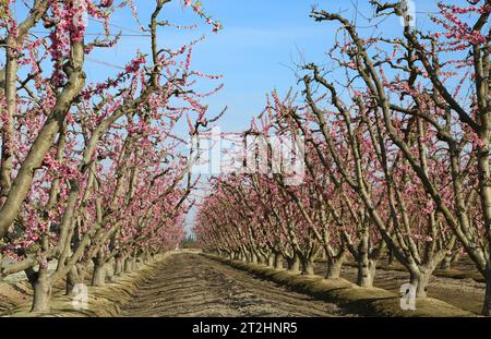 Peach tree rows - California Stock Photo - Alamy