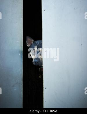Dog peeking through a metal gate Stock Photo - Alamy