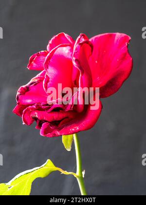 Red rose flower, shrivelling wilting and curling, stamens revealed as ...