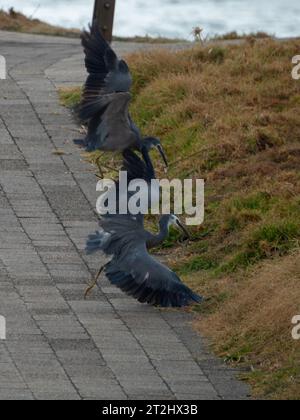 Two White Faced Herons fighting, one almost bowing to the other who is ...