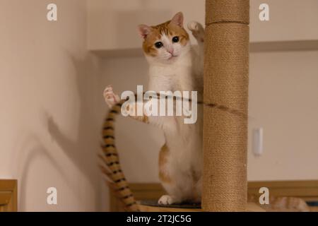 Ginger kitty sitting and touch paw isolated black background, front ...