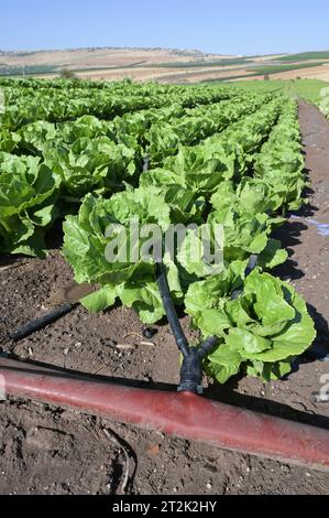 ISRAEL, Jabneel or Jawneel or Javneel near Tiberias, 50 ha fruit and ...