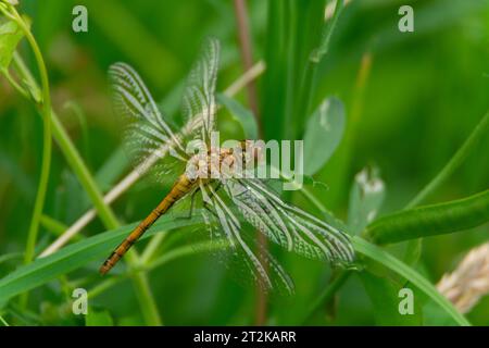 Orange ruddy darter sitting in the grass Stock Photo - Alamy