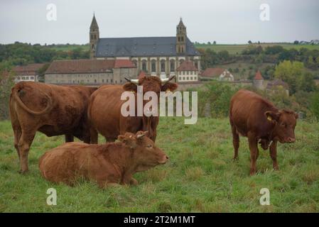 Limpurg cattle grazing in a meadow opposite Comburg Castle, farm animal ...