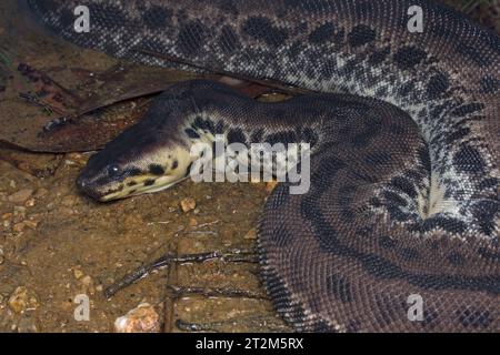 Elephant trunk snake, Acrochordus javanicus in a shallow stream in ...
