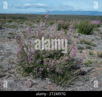 Spanish heath, Erica australis. It is a species of flowering plant in ...
