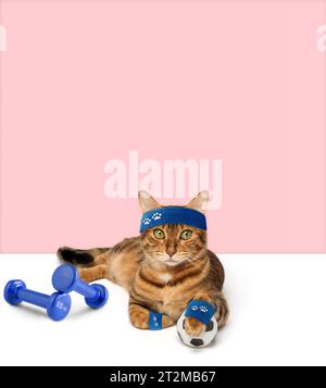 The cat is a fitness trainer, a sports cat with dumbbells and a ball on ...