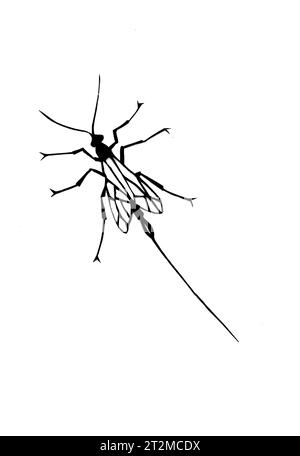 Paper cut of insects Stock Photo - Alamy