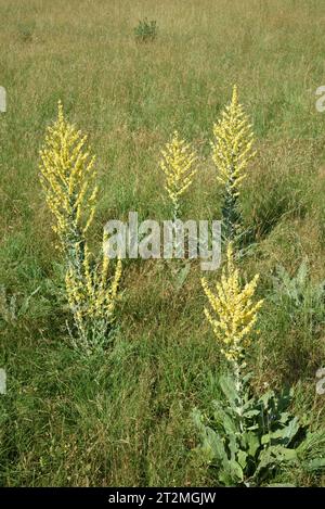 Yellow Flowers of Flowering Scallop-leaved Mullein, Wavyleaf Mullein ...