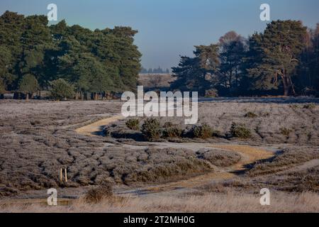 winding mountain path between forest and pasture in misty weather Stock ...