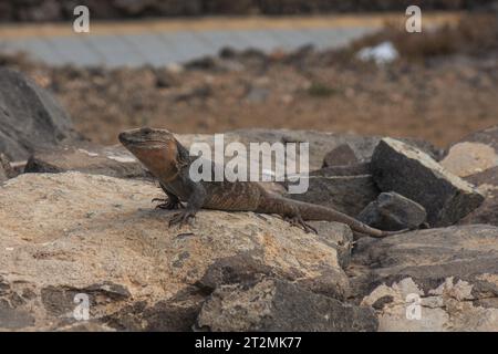 a big grey lizard sits on a rugged rock Stock Photo - Alamy