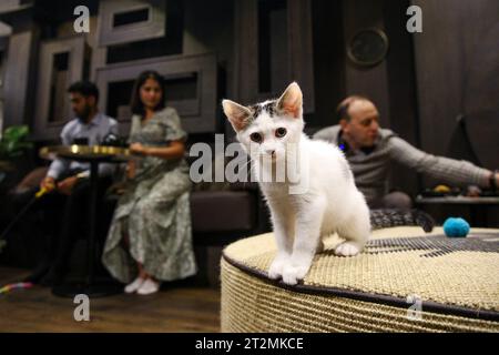 Cat at Java Whiskers Kitten Lounge in Marylebone, London, England Stock ...