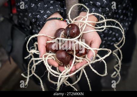 Conkers at a traditional British Charity Conker Competition at a pub in ...
