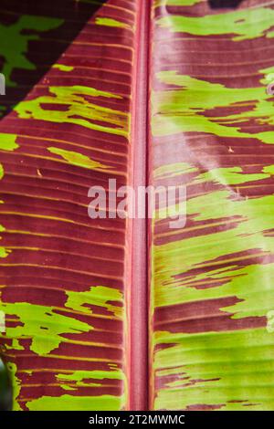 A close up view of a bright green shipping container door featuring ...