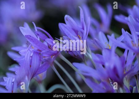 Colchicum (or autumn Crocus) is a genus of perennial flowering which ...