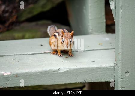 Close-up Chipmunk playing around the house Stock Photo - Alamy