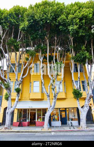Three Sycamore trees in front of yellow shop with people inside and ...