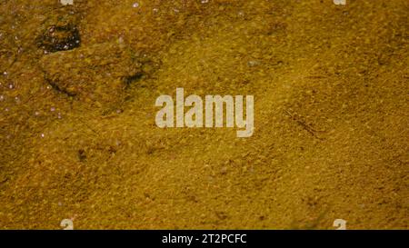 A contaminated surface water pool in the Mojave Desert and a deadly ...