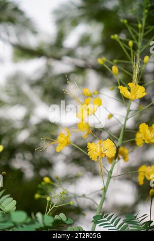 Close up of a fresh colorful Peacock butterfly , Inachis io, posing on ...