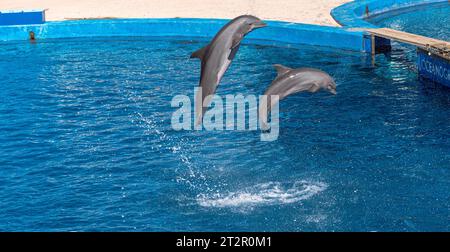 A group of bottlenose dolphins performing acrobatics jumps. The animals ...