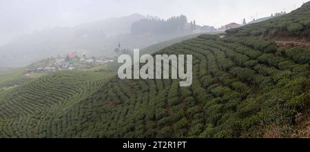 The beautiful tea gardens of Ilam in eastern Nepal on a foggy day Stock ...