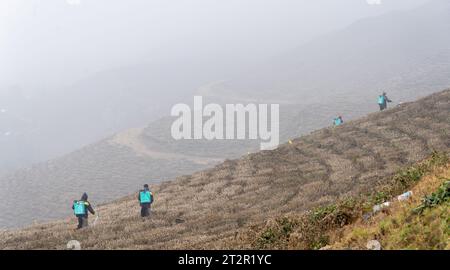 The application of pesticides in the tea gardens of Ilam, Nepal Stock Photo - Alamy