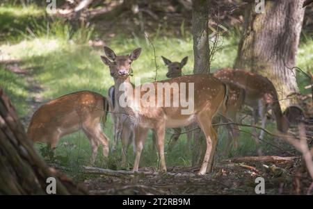 Group of Deer in Dyrehaven, north of Copenhagen, Denmark Stock Photo ...