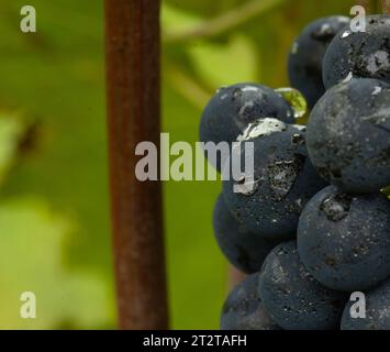 Colorful raisin in a vinyard Stock Photo - Alamy