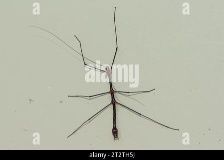 A red jointed Stick-Insect (Oreophoetes sp.) at Wild Sumaco Lodge ...