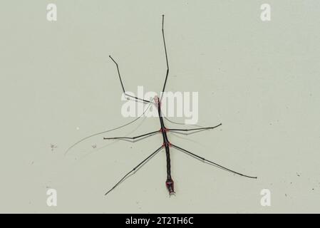 A red jointed Stick-Insect (Oreophoetes sp.) at Wild Sumaco Lodge ...