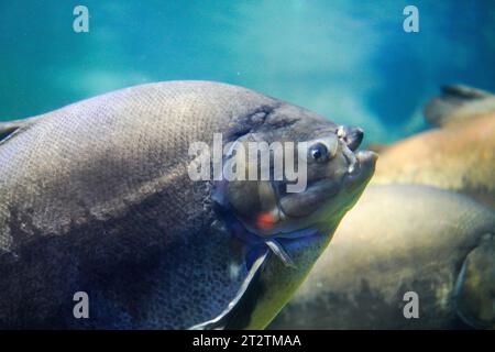 Tambaqui (Colossoma macropomum), also known as the giant pacu Stock ...