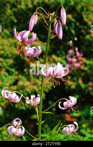 View of a pink lily flower with upside down reflexed petals Stock Photo ...