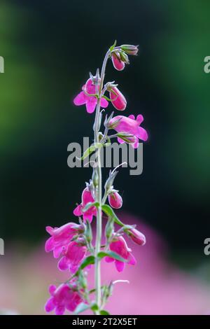 Close up of crimson red Penstemon `Schoenholzeri` (Penstemon 'Firebird ...