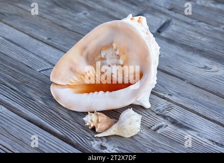 Large Pink Conch Shell on Weathered Wood Stock Photo - Alamy