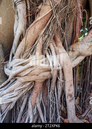 Close-up of the trunk of a hundred-year-old ficus tree Stock Photo - Alamy