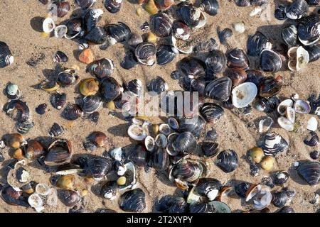Asian Clam - Corbicula fluminea Stock Photo - Alamy